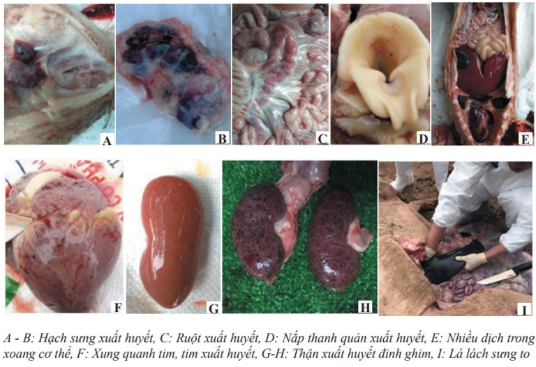 BỆNH DỊCH TẢ HEO CHÂU PHI (ASF) NGUY HIỂM